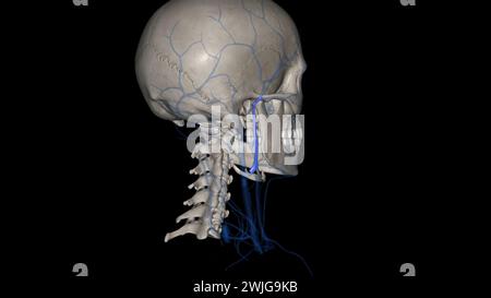 The retromandibular vein is a major vein of the face 3d illustration ...