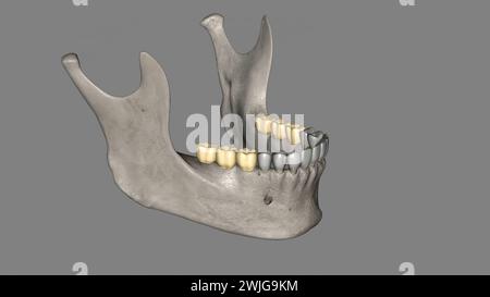 The mandibular molars perform the major portion of the work 3d ...