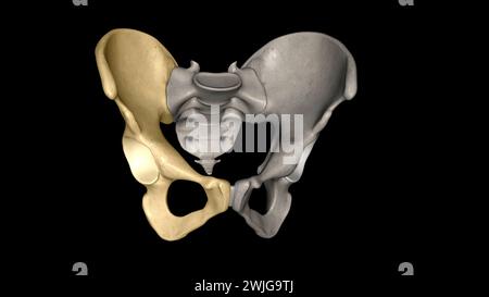 The hip bone is comprised of the three parts the ilium, pubis and ...