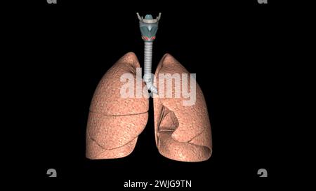 The respiratory system is the network of organs and tissues that help ...