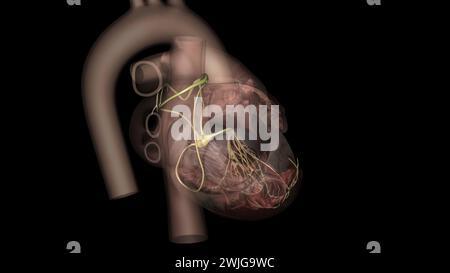 The network of nerves supplying the heart is called the cardiac plexus ...