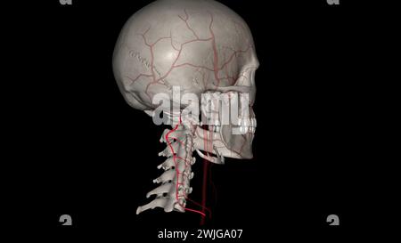 The deep cervical artery (Profunda cervicalis) is an artery of the neck ...
