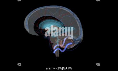 The sigmoid sinus is a paired intracranial venous channel 3d ...