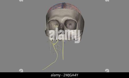 The spinal accessory nerve is a purely motor entity. It innervates both ...