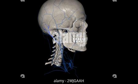 The posterior auricular vein is a vein of the head 3d illustration ...