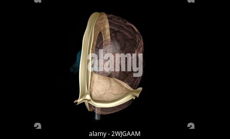 The falx cerebri and tentorium cerebelli are thin dural structures ...