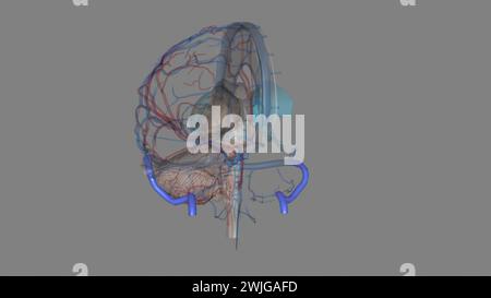 The sigmoid sinus is a paired intracranial venous channel 3d ...