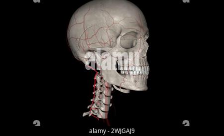 The deep cervical artery (Profunda cervicalis) is an artery of the neck ...