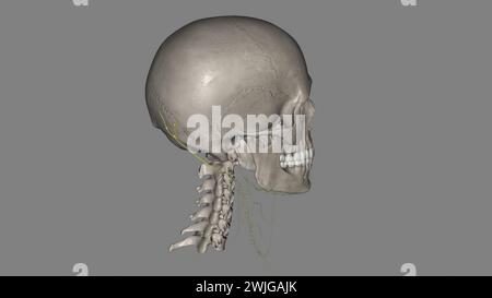 The occipital lymph nodes are located in the back of the head, near the occipital bone of the ...