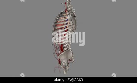 Common arterial trunk is a defect in which a single great artery 3d ...