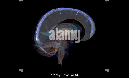 The superior sagittal sinus is the major component of the superficial ...