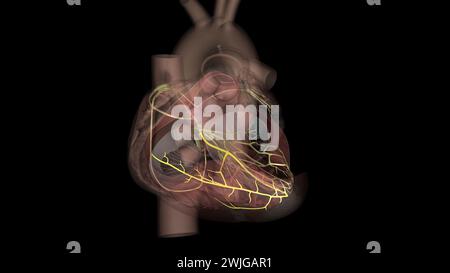 Human heart and its electrical system, 3d illustration. The yellow ...