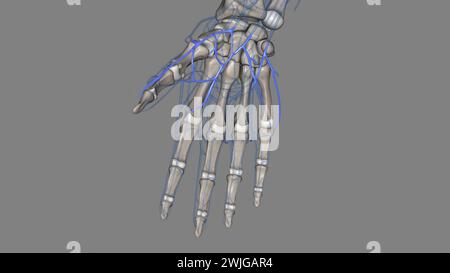 The superficial palmar venous arch consists of a pair of venae ...