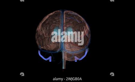 The sigmoid sinus is a paired intracranial venous channel 3d ...