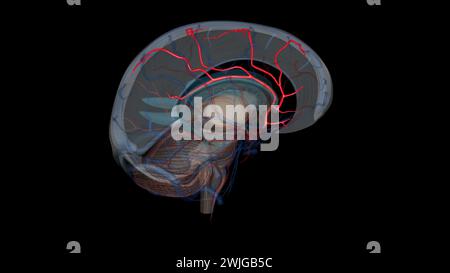 The anterior cerebral artery is the terminal branch of the ...