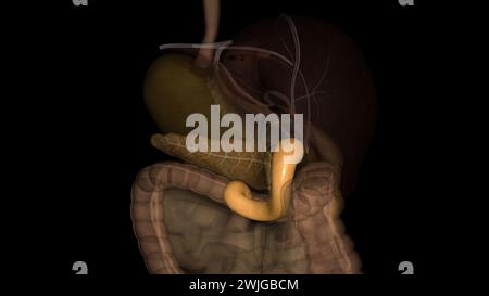 The duodenum is the initial C-shaped segment of the small intestine and ...
