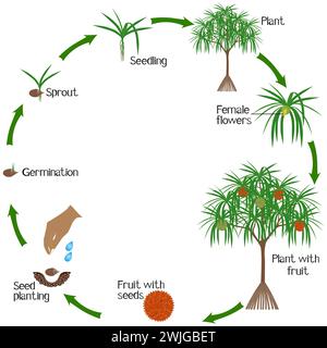 Cycle of growth of a pandanus tectorius tree with hala fruit on a white ...