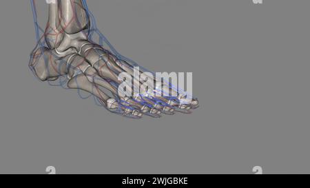Dorsal digital veins foot - Course On the dorsum of the foot they ...