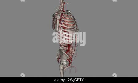 Common arterial trunk is a defect in which a single great artery 3d ...