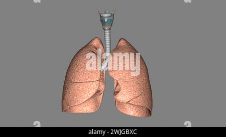 The respiratory system is the network of organs and tissues that help ...