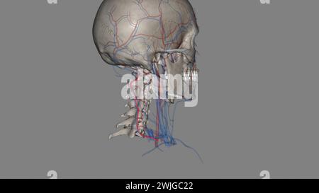 The deep cervical artery (Profunda cervicalis) is an artery of the neck ...