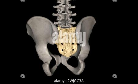 The sacrum is the triangular bone just below the lumbar vertebrae 3d ...