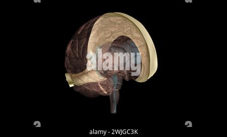 The falx cerebri and tentorium cerebelli are thin dural structures ...