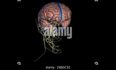 The nervous system includes the brain, spinal cord, and a complex ...
