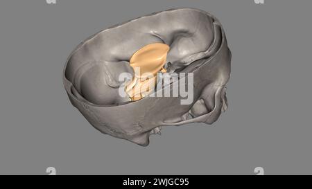 The brainstem is the structure that connects the cerebrum of the brain ...