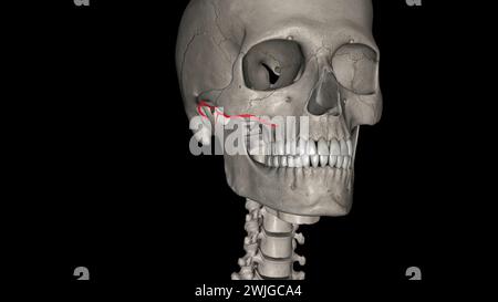 The transverse facial artery (TFA) is a branch of the superficial ...