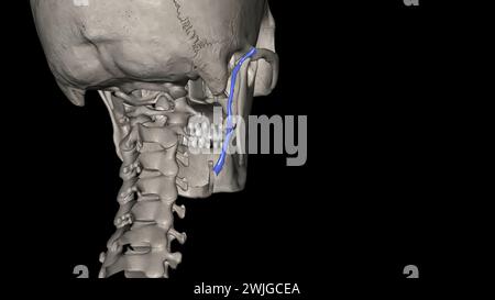 The retromandibular vein is a major vein of the face 3d illustration ...