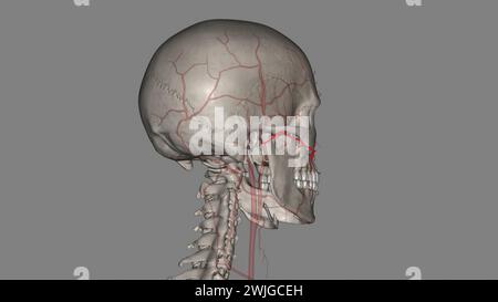 The transverse facial artery (TFA) is a branch of the superficial ...