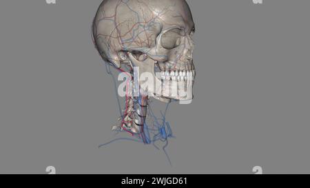 The deep cervical artery (Profunda cervicalis) is an artery of the neck ...