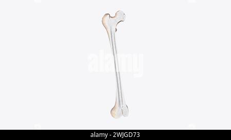 The periosteum is a membrane that covers the outer surface of all bones ...