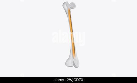 Yellow bone marrow is located in the hollow cavity of long bones 3d ...