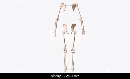 The appendicular skeleton is one of two major bone groups in the body ...