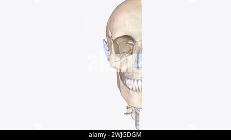 Cartilage is an important structural component of the body 3d ...