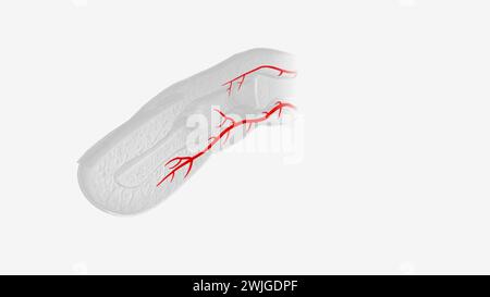 Fingernail Cross Section of Arteries 3d illustration Stock Photo - Alamy