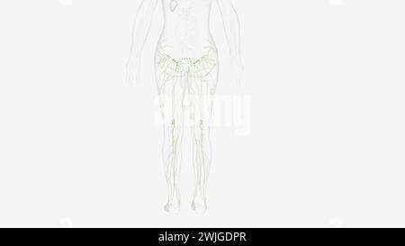 he lymphatic vessels of the lower limb can be divided into two major ...
