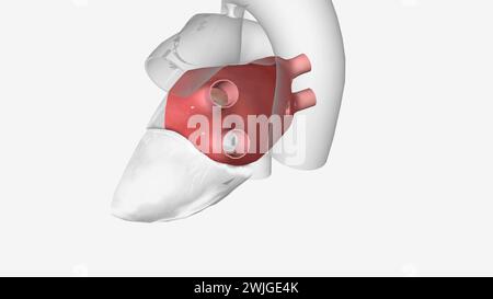 Left atrium: one of the four chambers of the heart 3d illustration ...