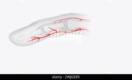Fingernail Cross Section of Arteries 3d illustration Stock Photo - Alamy