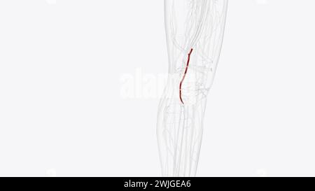 popliteal artery is located behind your knee and runs behind your knee ...