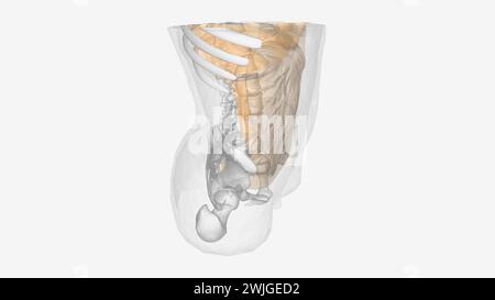 The peritoneum is the serous membrane that lines the abdominal cavity ...