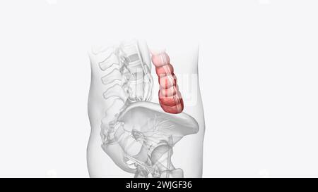 The ascending colon (or right colon) is the beginning part of the colon ...