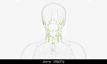 Lymphatics of head and neck, illustration. Lymph nodes are abundant in ...