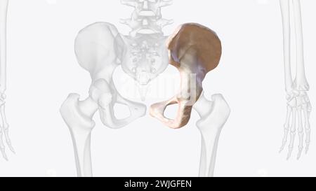 The hip bone is comprised of the three parts the ilium, pubis and ...