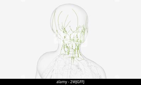 Lymphatics of head and neck, illustration. Lymph nodes are abundant in ...