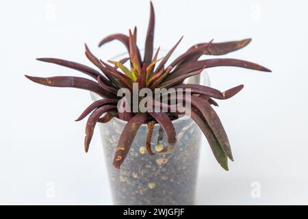 Crassula Devils Horn plant succulent. Little flower on white background ...