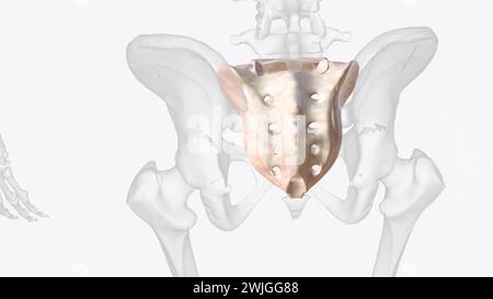The sacrum is the triangular bone just below the lumbar vertebrae 3d ...
