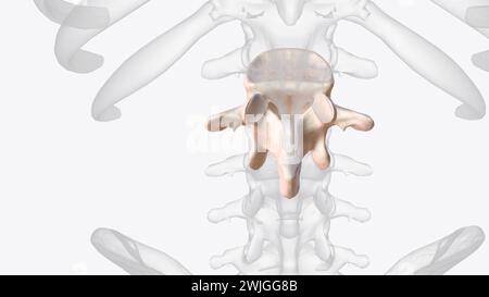 Spine - Second Lumbar Vertebra (L2, top view Stock Photo - Alamy
